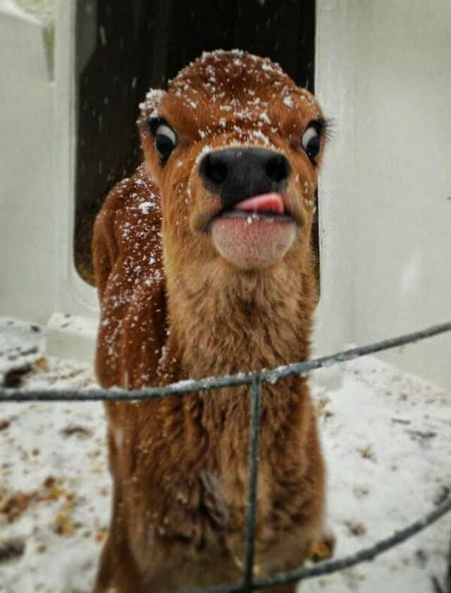 Funny animals of the week - 30 January 2014 (40 pics) | Amazing Creatures