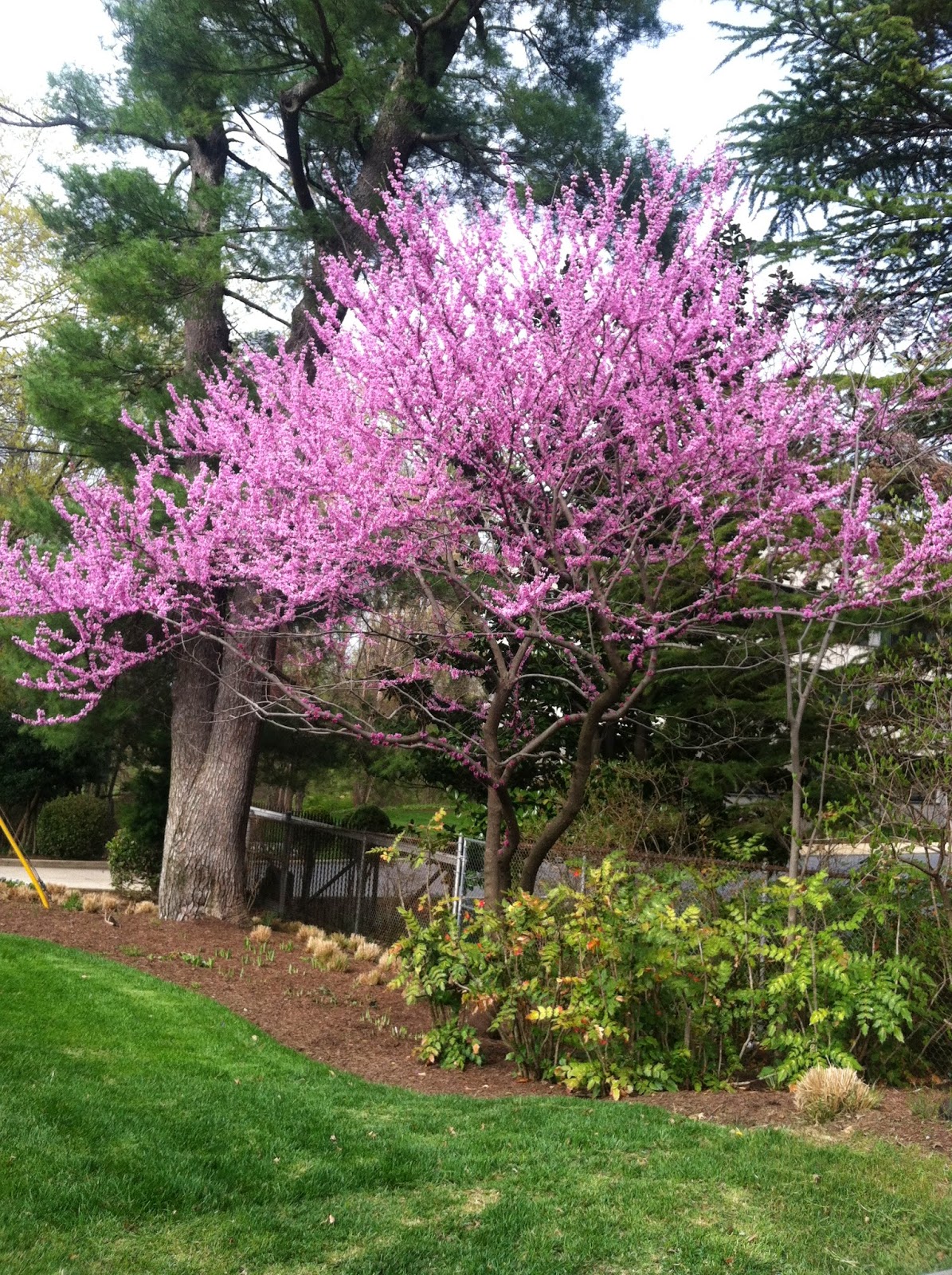 Washington DC Trees: The Scarlet Oak...in all her glory