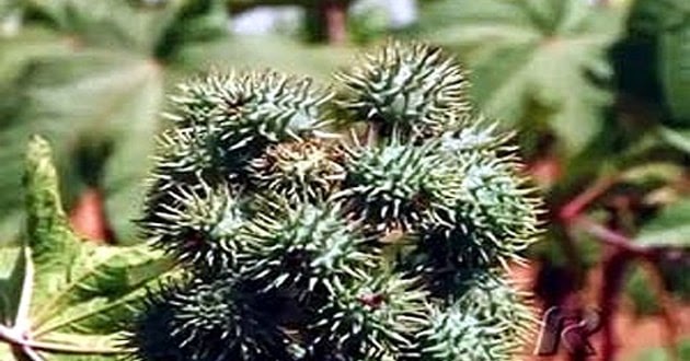 Mamonas Fruta - El oficio de Mamón - Noticias de la Villa : Mamão ...