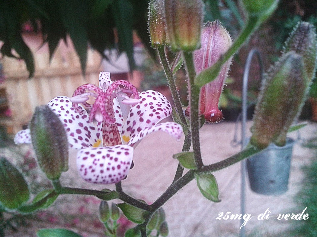 "Orchidea" da giardino... - 25mq-di-verde