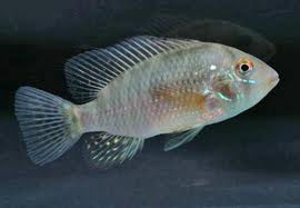 Pearl Cichlid