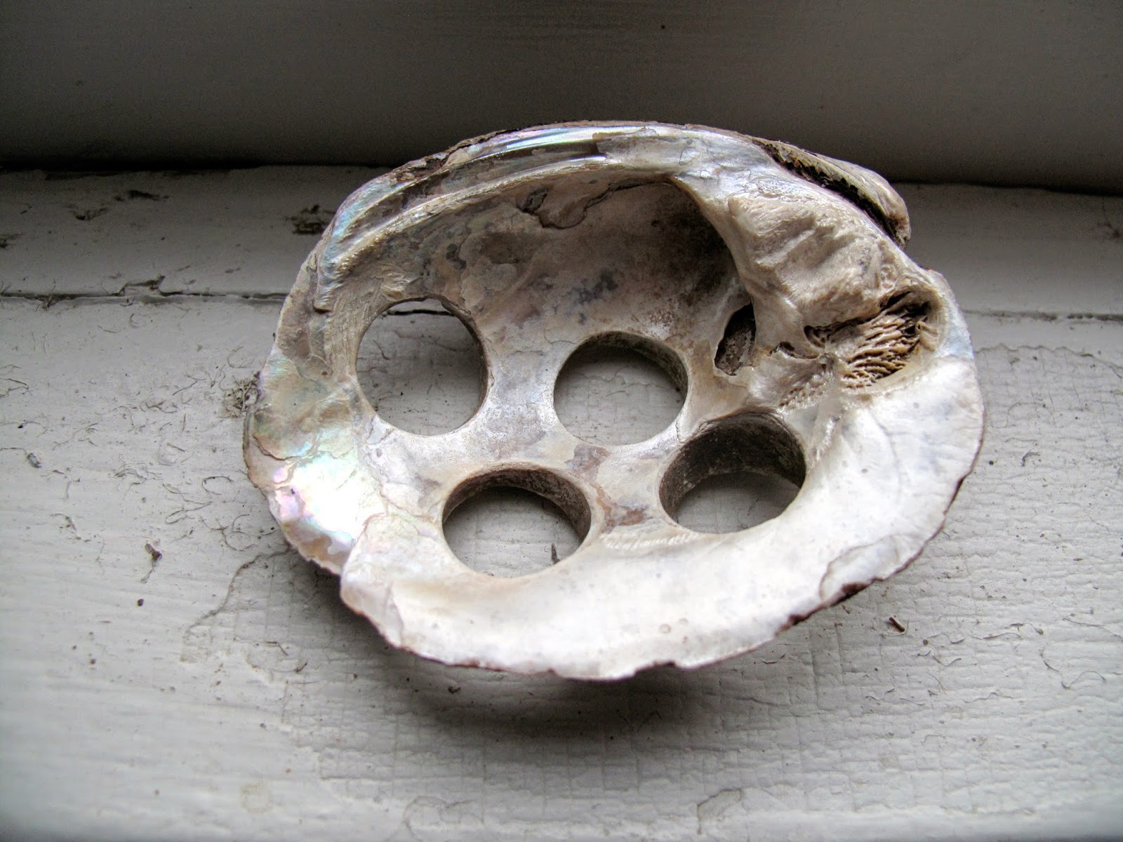 Cheerful Thrifty Door: Buttons From Mussel Shells Along the Mississippi