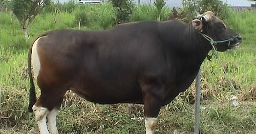 Tujuan dan Cara Pemeliharaan Sapi Bali di Masyarakat - Mydokterhewan