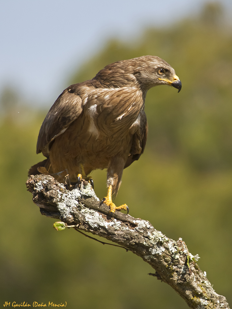 Fotografía de Naturaleza - JM Gavilán: Milano negro (Milvus migrans)