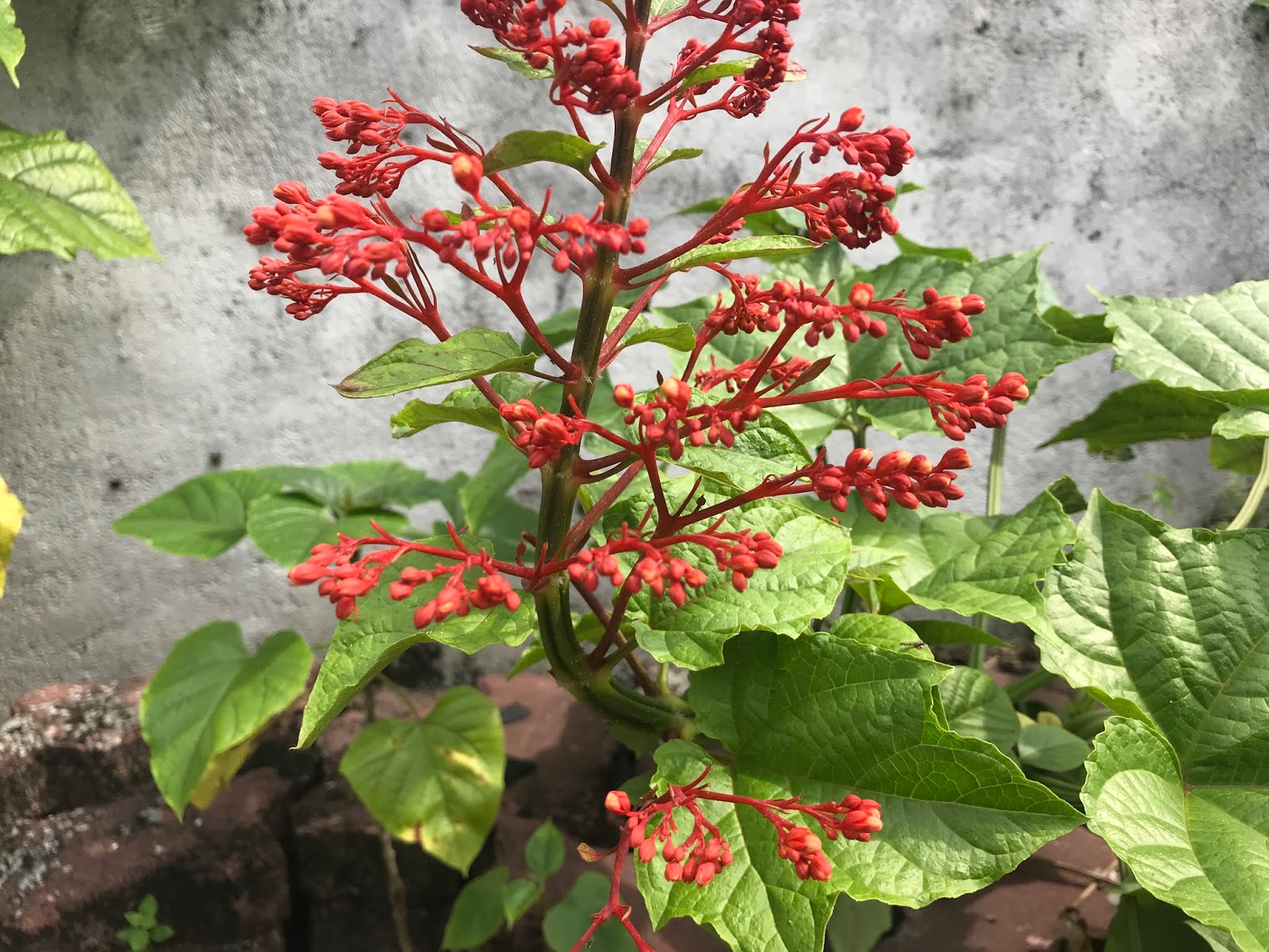 新/马草药自然医学: （宝塔龙船花）圆锥大青功效.Benefits of pagoda flower .Manfaat Akar Bunga ...