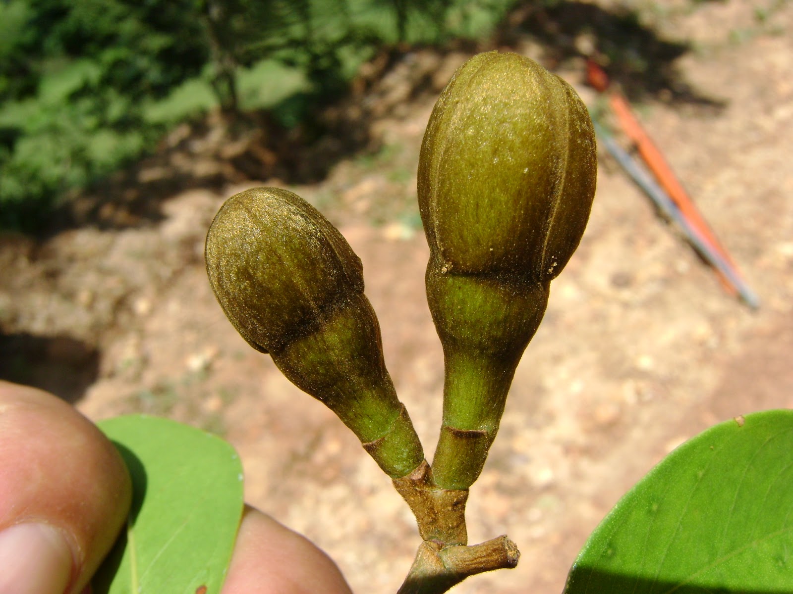 Fabaceae - Leguminosae no Brasil: Fabaceae - Hymenaea courbaril L ...