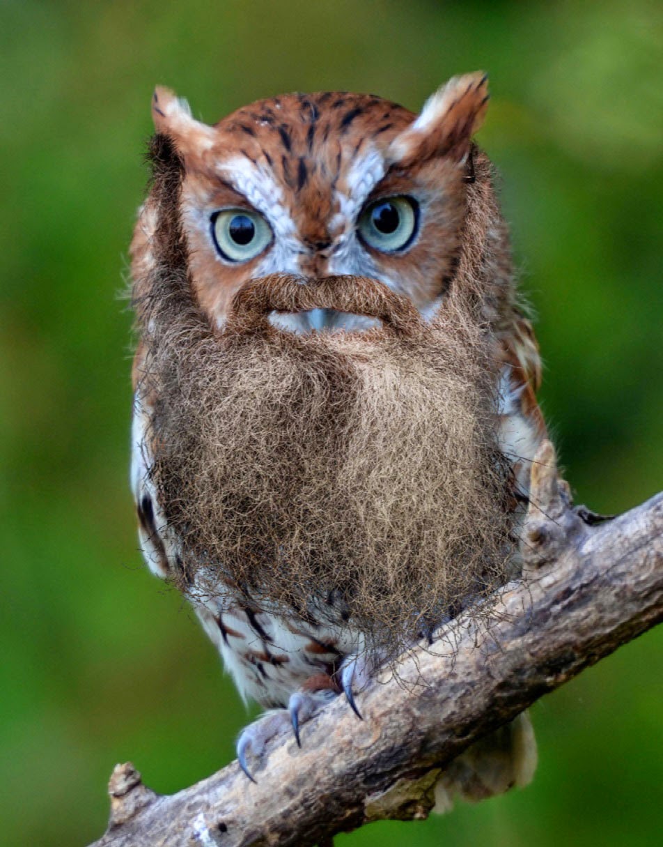 Red and the Peanut: Bearded Screech Owl along the Little Miami River...