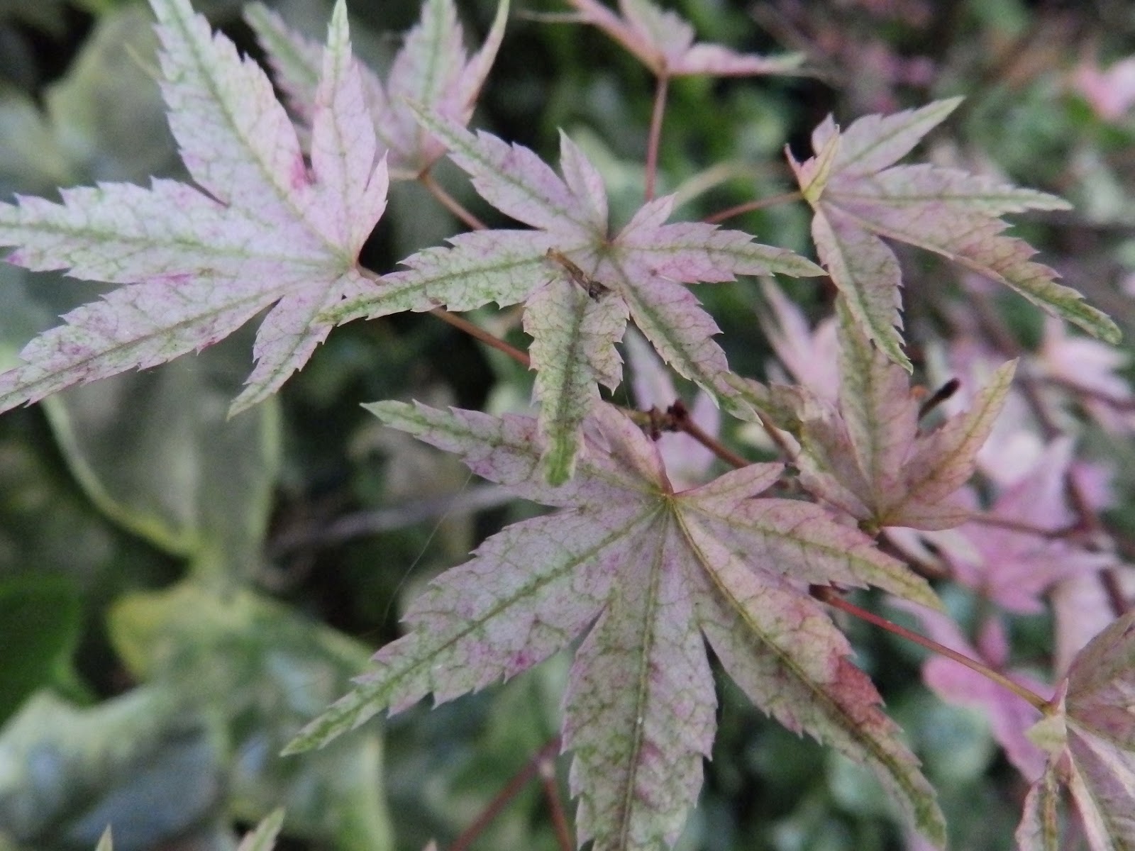 Japanese Maple Trees: ACER PALMATUM SHIN DESHOJO in JULY