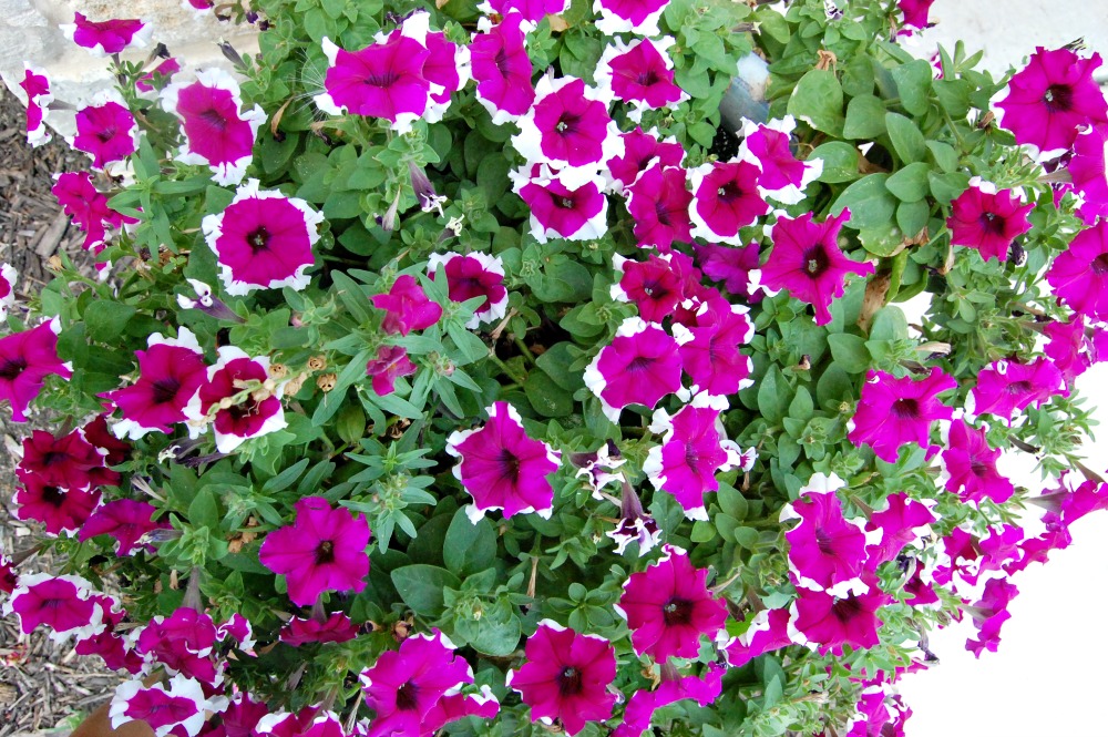 Reflections Of A Gardener - At Home with Jemma