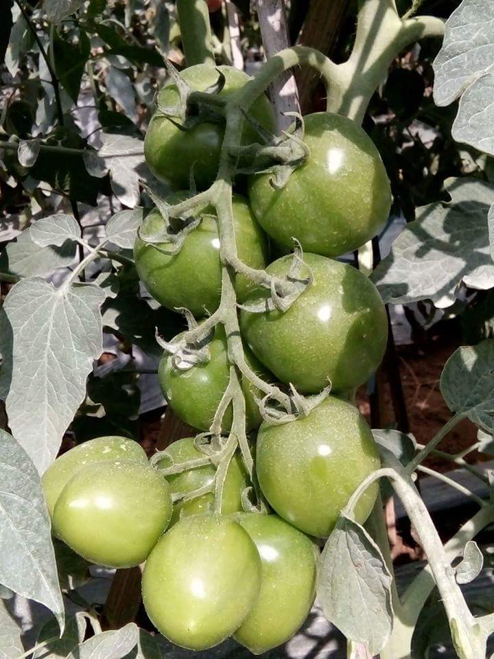 Gulma Pada Tanaman Cabe dan Tomat serta Cara Pencegahannya - Guru Ilmuan