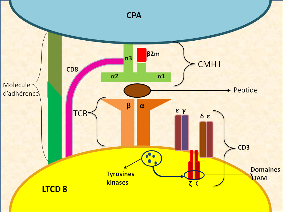 Quand la grippe t'agrippe !: Le CMH et le TCR: le grand Amour