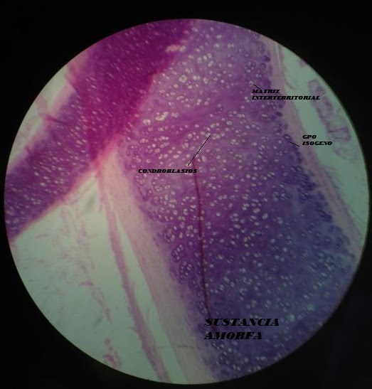 atlas de histología: TEJIDO CARTILAGINOSO