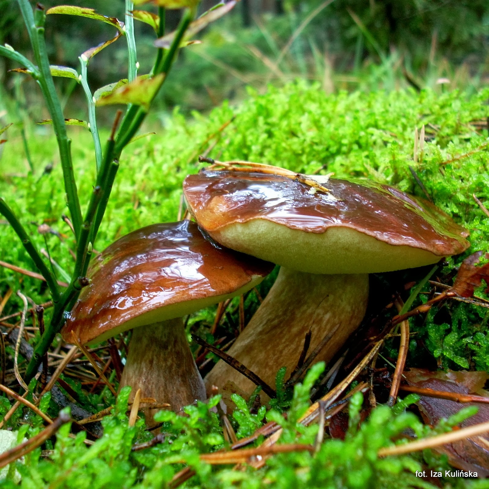 Smaczna Pyza - Sprawdzone przepisy kulinarne: Grzyby gatunkami