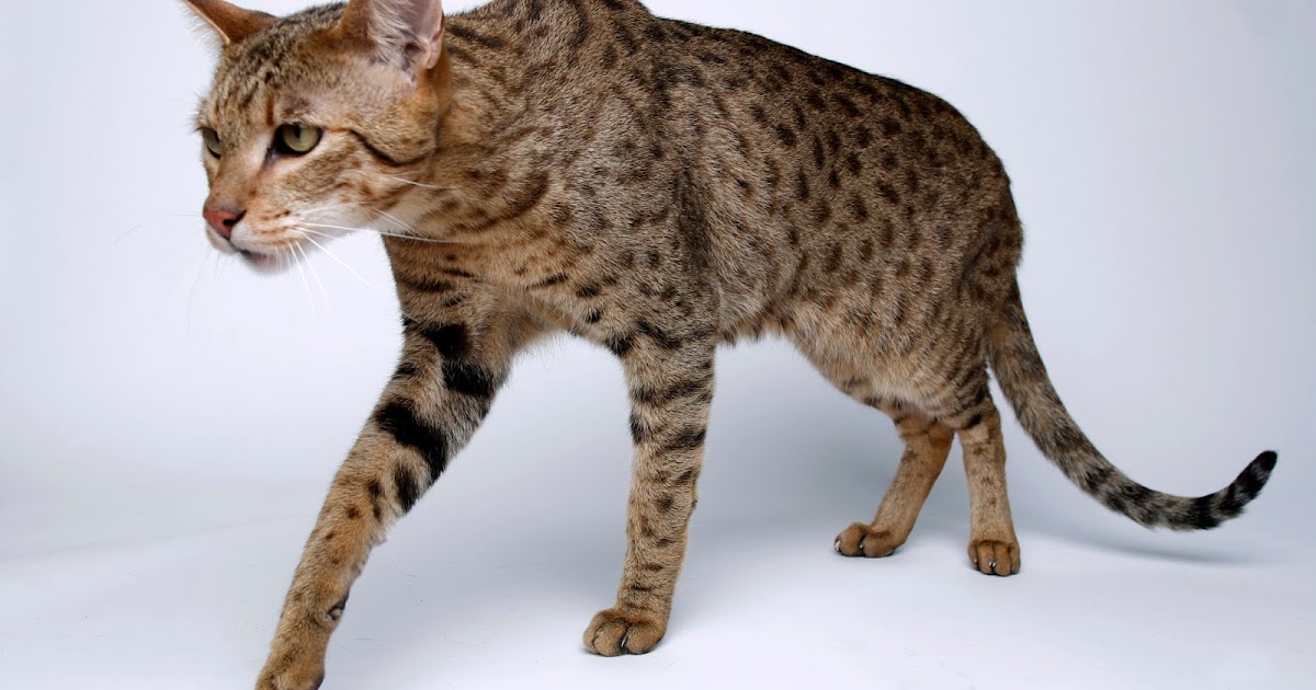 Ashera....Rarest cat in the world