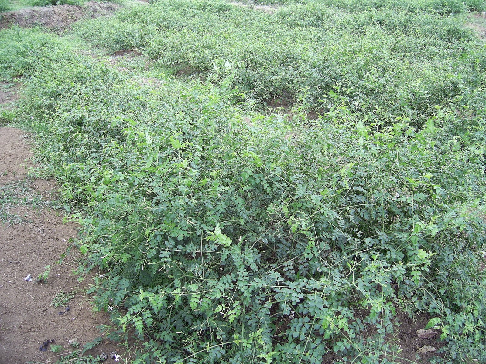 Endah Murniyati's Journey: MELATI GAMBIR - PART 1