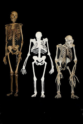 Species New to Science: [PaleoAnthropology • 2013] Mosaic Nature of ...