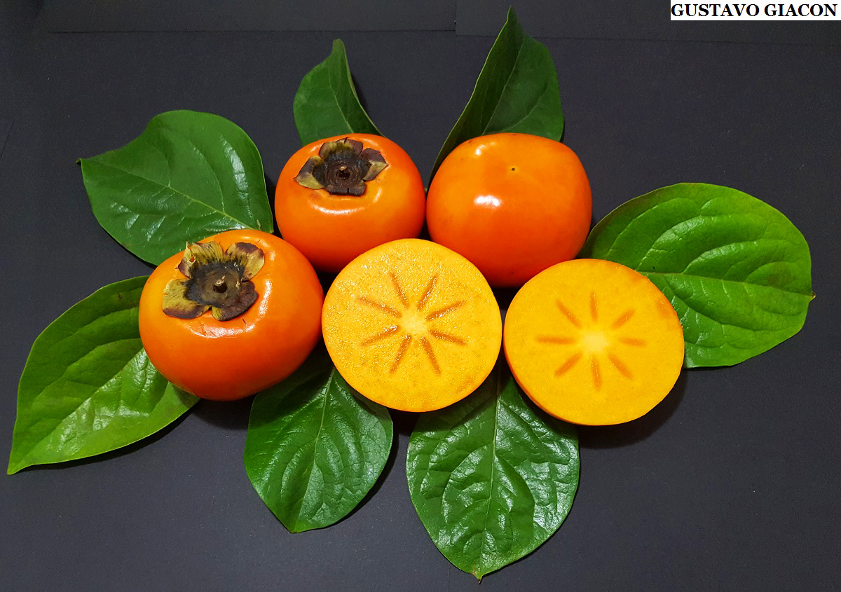 Viveiro Ciprest - Plantas Nativas e Exóticas: Caqui Fuyú ( Diospyros kaki )