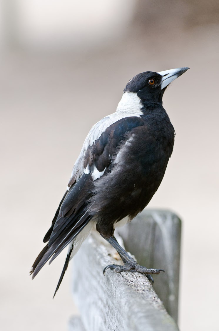 Paying Ready Attention - Photo Gallery: Wild Bird Wednesday 73 ...