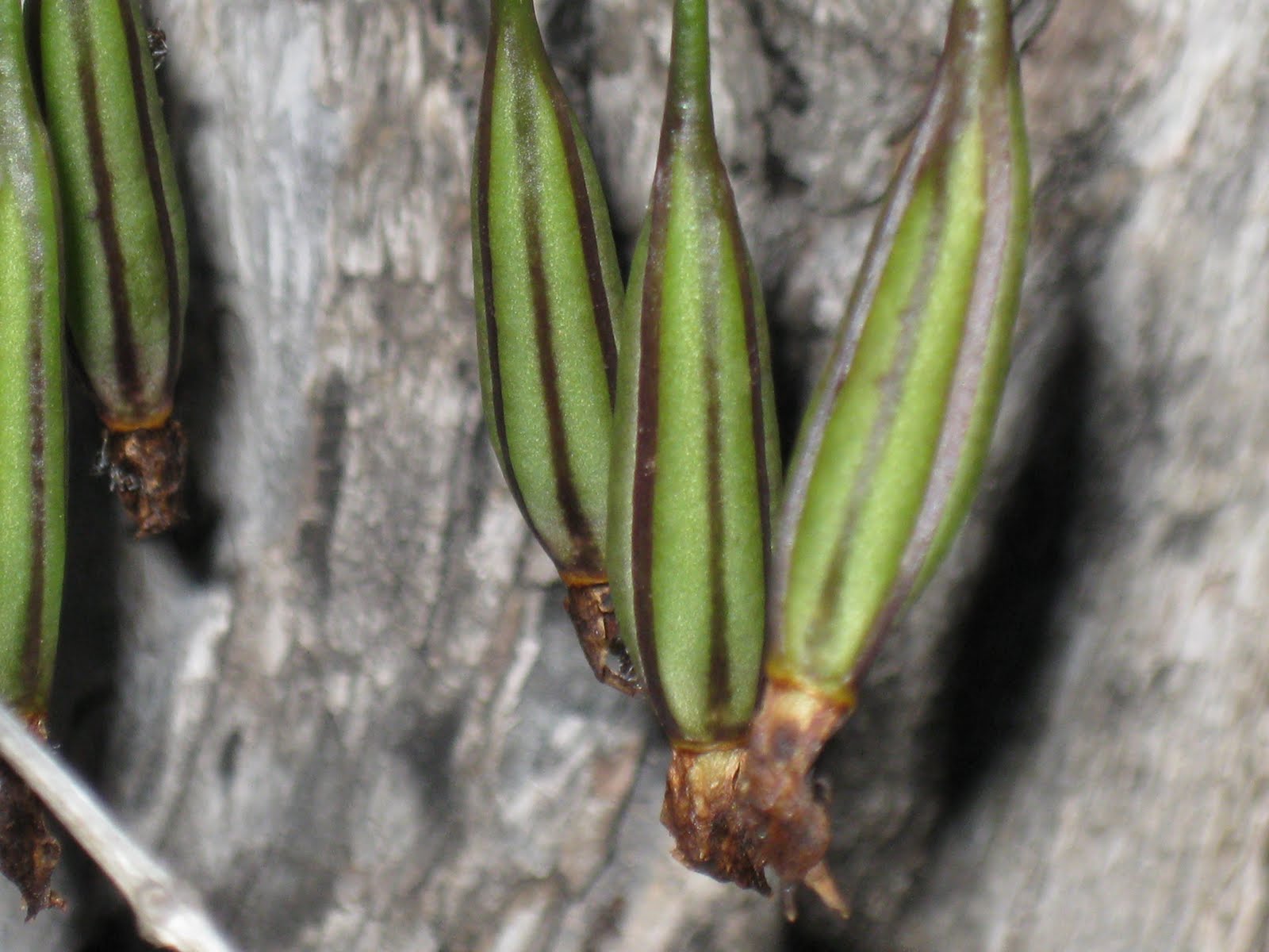 Robin's Double Life: Orchid pods in abundance: Mitchell outback Qld