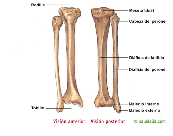 WikiMedicBook: Miembro inferior: huesos femur, rotula y tibia