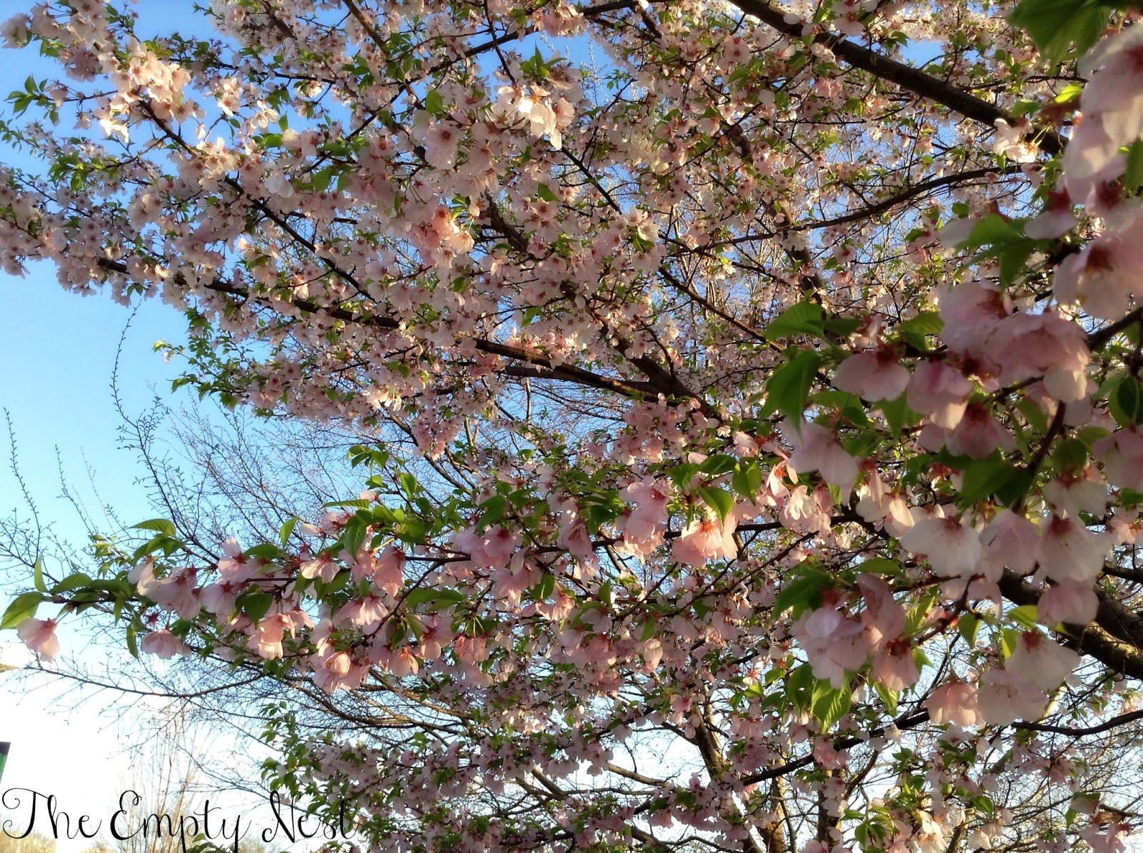 The Empty Nest: ~ Finally Springtime in Virginia