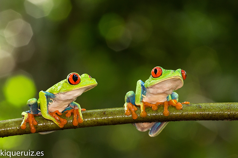 Rana verde de ojos rojos, la intimidante - Blog de fotografía y naturaleza