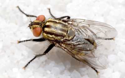 Lalat Dan Pengendaliannya