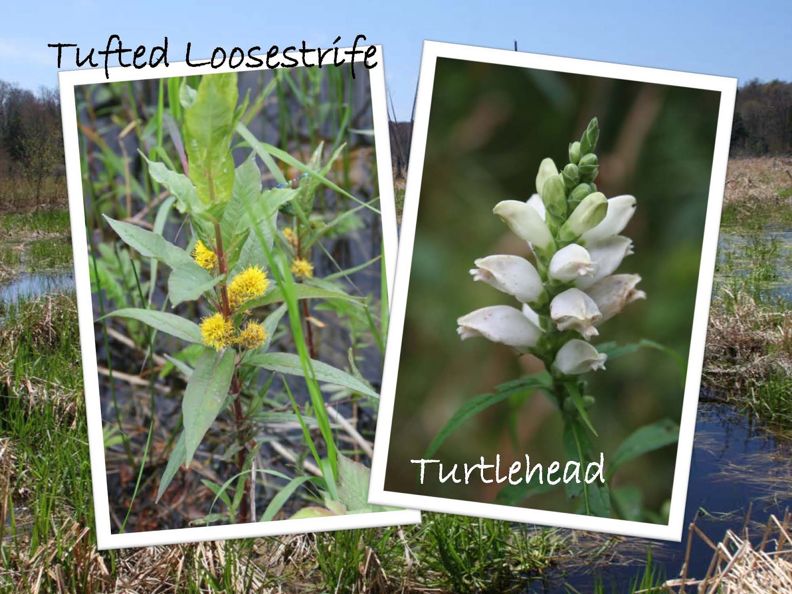 Isabella Conservation District Environmental Education Program: Wetland ...