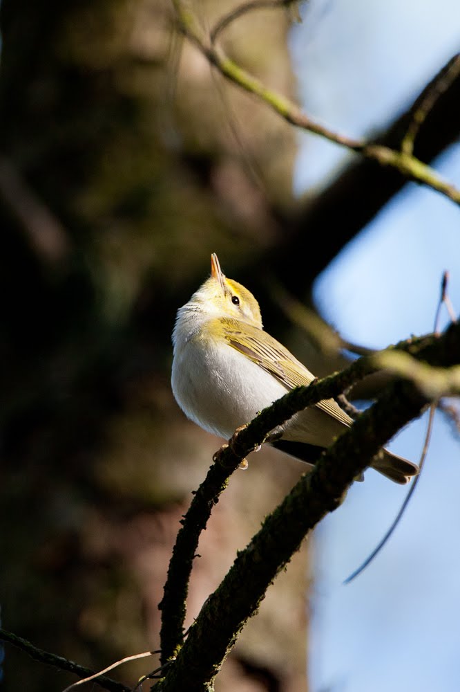 Wyvern Wildlife: Willow wren