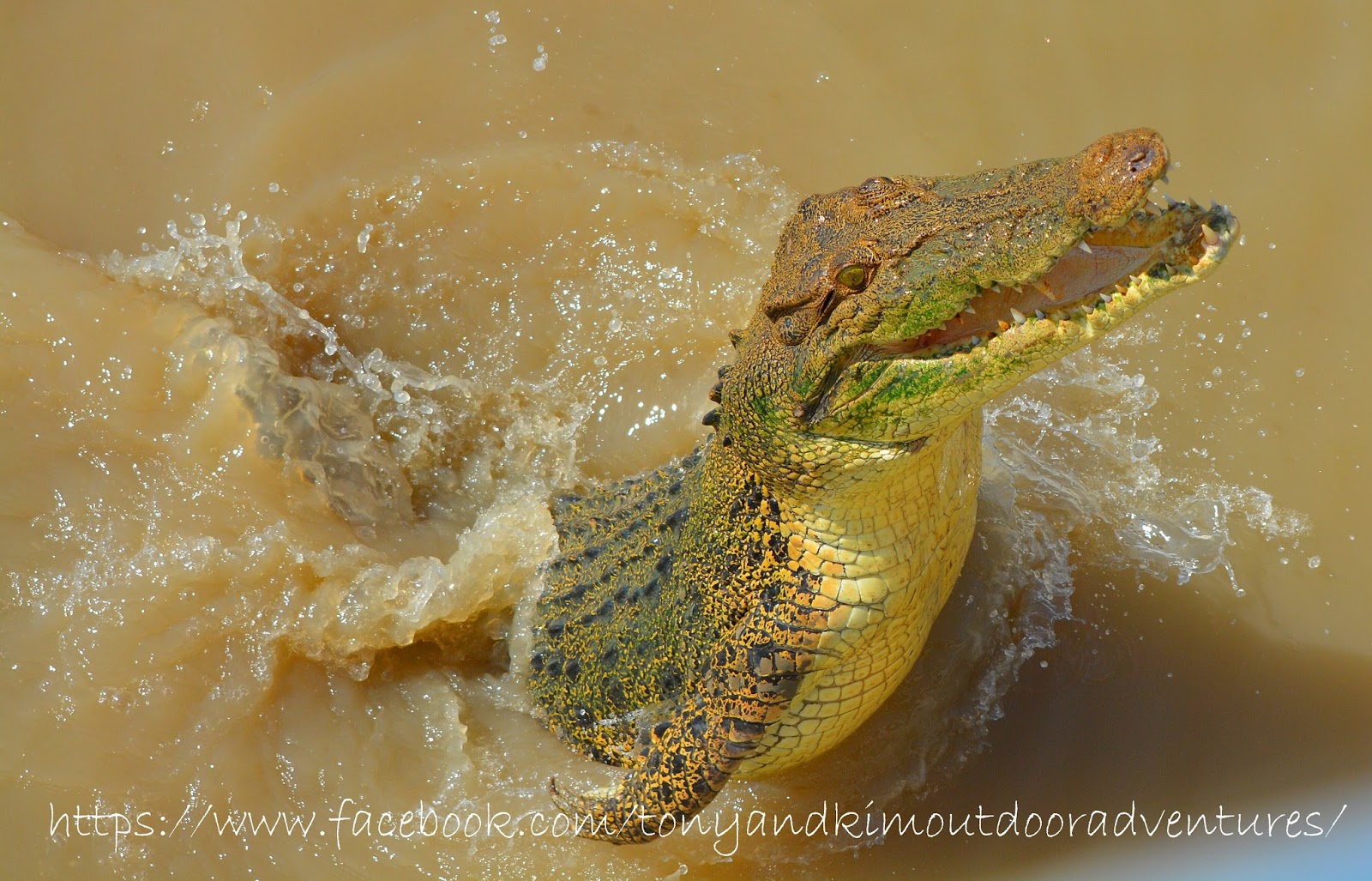 CROC JUMPING ADELAIDE RIVER, NT. ~ Tony and Kim Outdoor Adventures