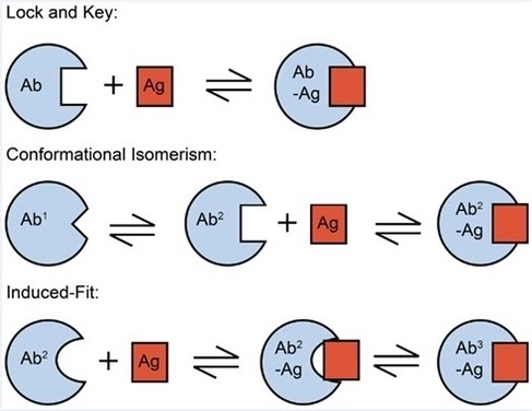 Lecture Notes in Medical Technology: Lecture #11: Enzymology