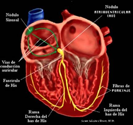 cardiopulmonares- ucv: Sistema de conduccion
