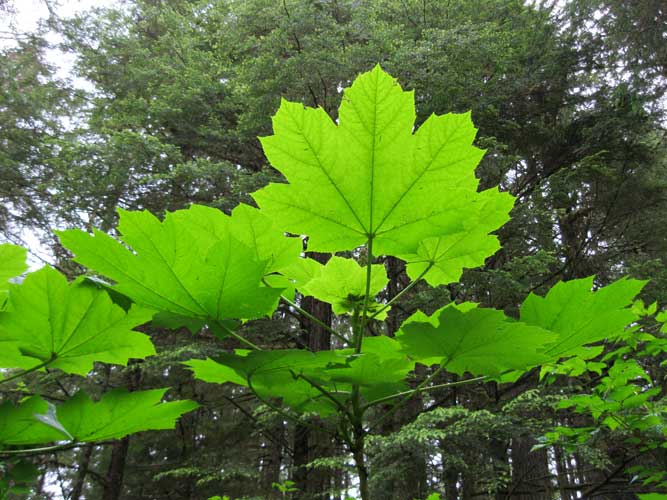 flying dog studio design wall: Daily Drawing/Devil's Club