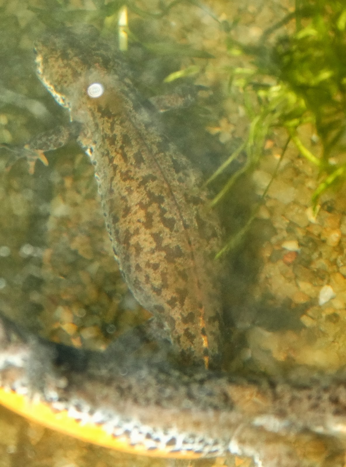Reptiles Amphibians & Fish: NORTH ITALIAN ALPINE NEWT - ICHTYOSAURA ...