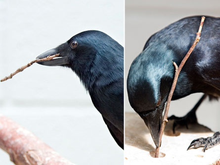 Oh, by the way...: Crows Are Doin' It For Themselves