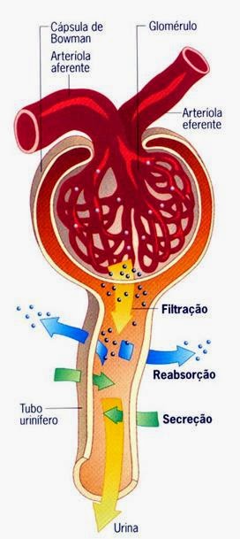Bio e Geo em movimento: Osmorregulação - um exemplo de regulação hormonal