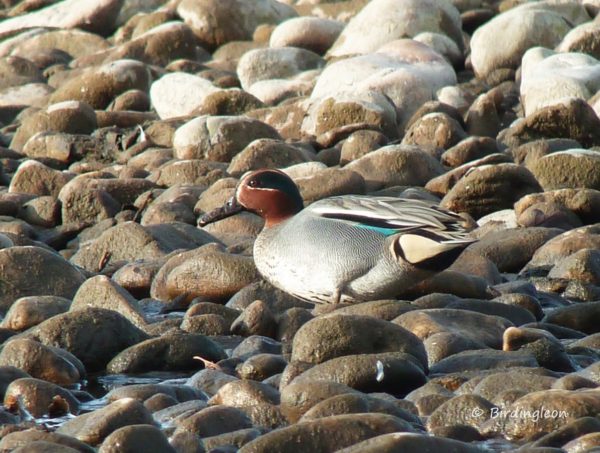 BIRDINGLEON: CERCETAS COMUNES en el Azud de Santa Marina del Rey
