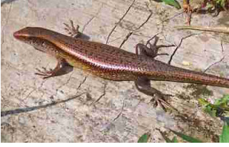 Kadal Berkembang Biak Dengan Cara - Giat Belajar