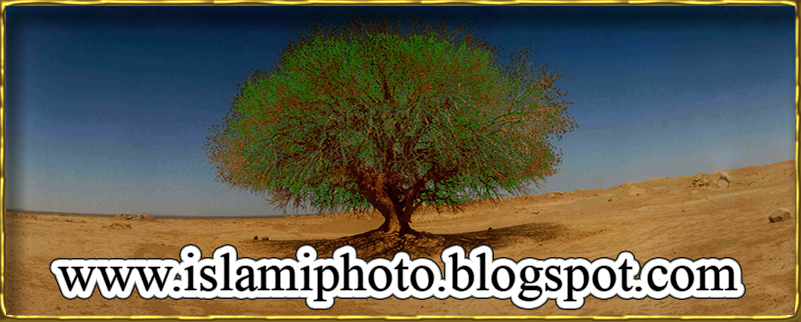 TOP PICTURES OF ISLAMIC SACRED THINGS : Tree of Prophet Muhammad SAW ...