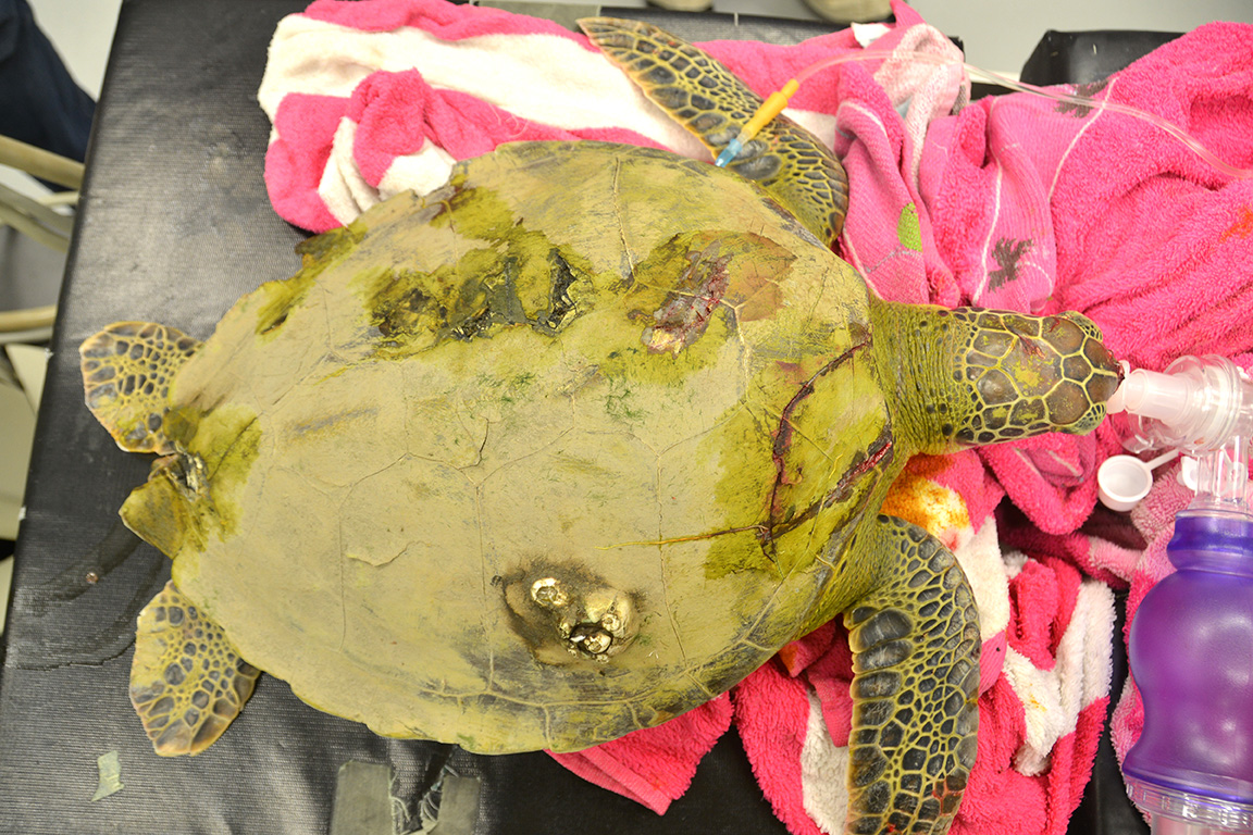 Sea Turtle Hospital: Two New Patients Admitted into Aquarium's Sea ...