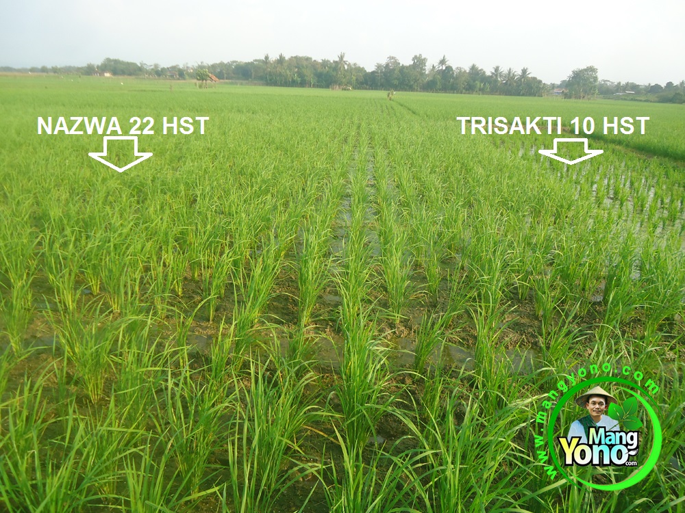 Tanaman Padi NAZWA Umur 22 HST di Sawah Rawa - 80 HST Panen