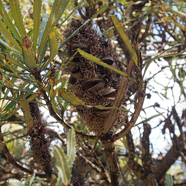 Perth Daily Photo : Curiosities.. 'Big Bad Banksia Men'
