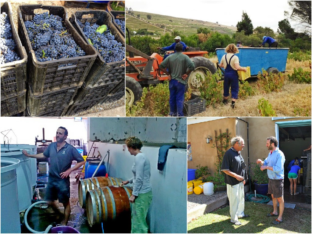 Fynbos Estate: HOP HOP HOPPING WITH A BUMPER HARVEST