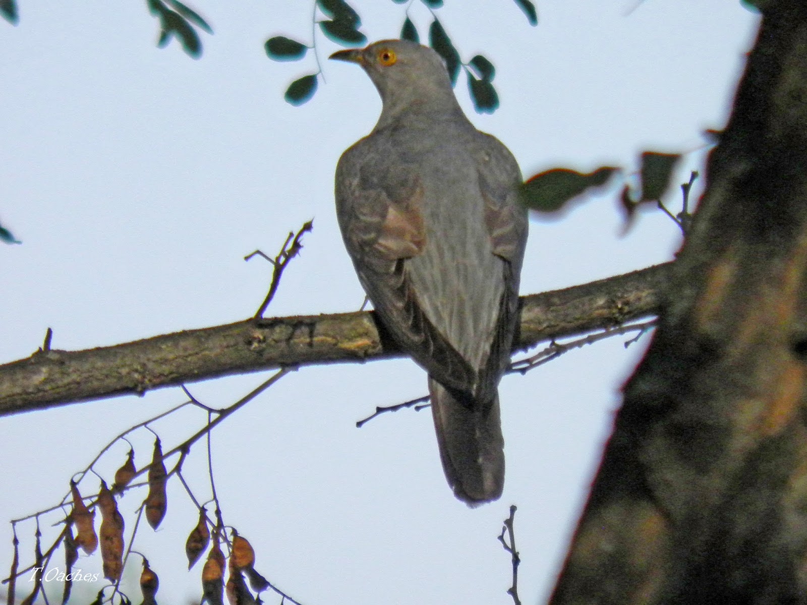 PASARI DIN ROMANIA: CUCUL (2), Cuculus canorus
