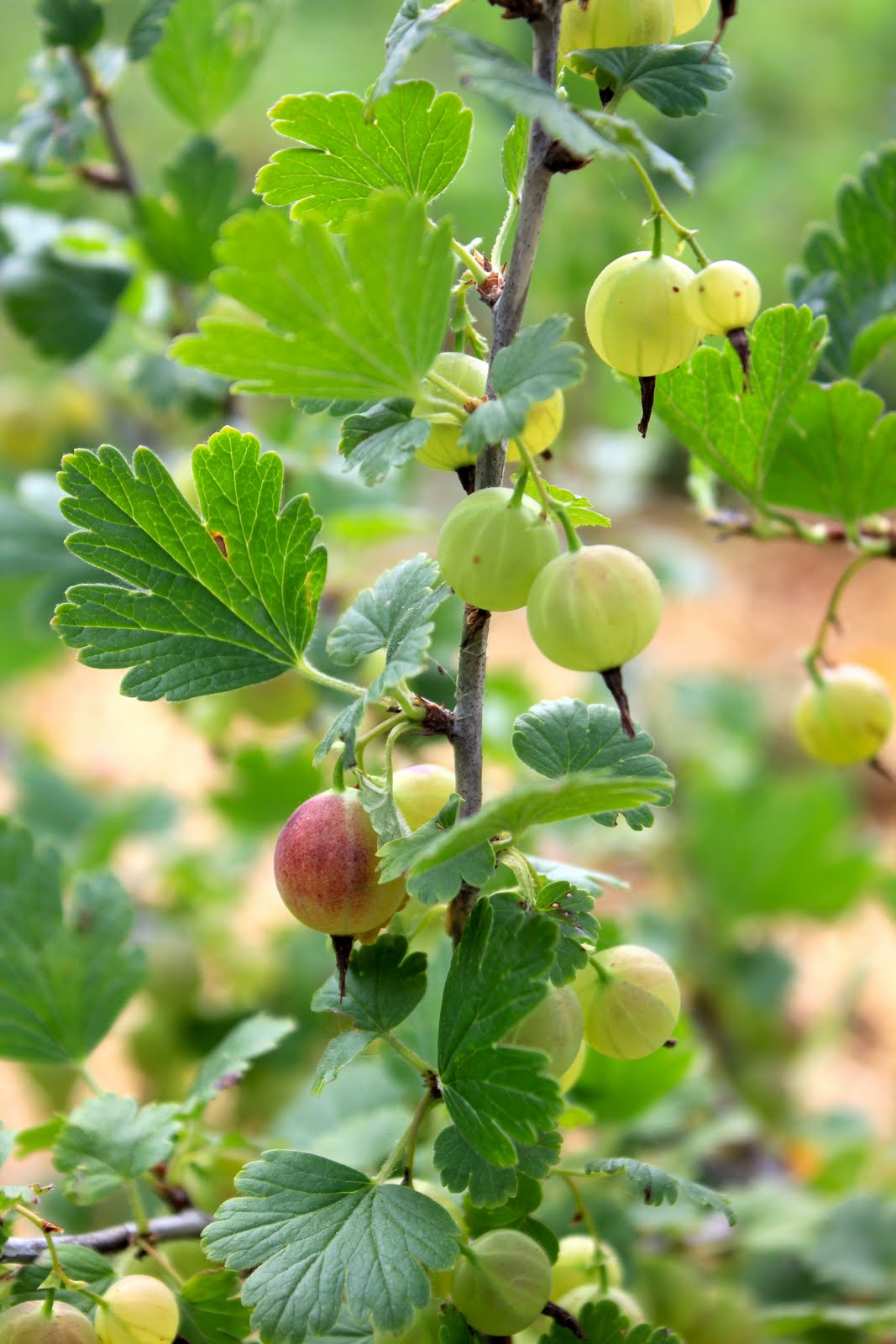Squash Blossom Farm: Veggie Garden Show & Tell