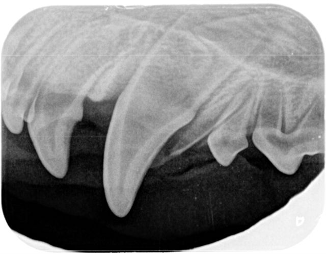 Dr Liz... the mad vet from Russell Vale Animal Clinic: Dr Liz's Dental ...