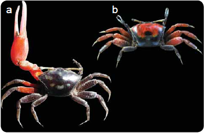 Jendela Hewan: Mengenal Kepiting Uca atau Kepiting Fiddler