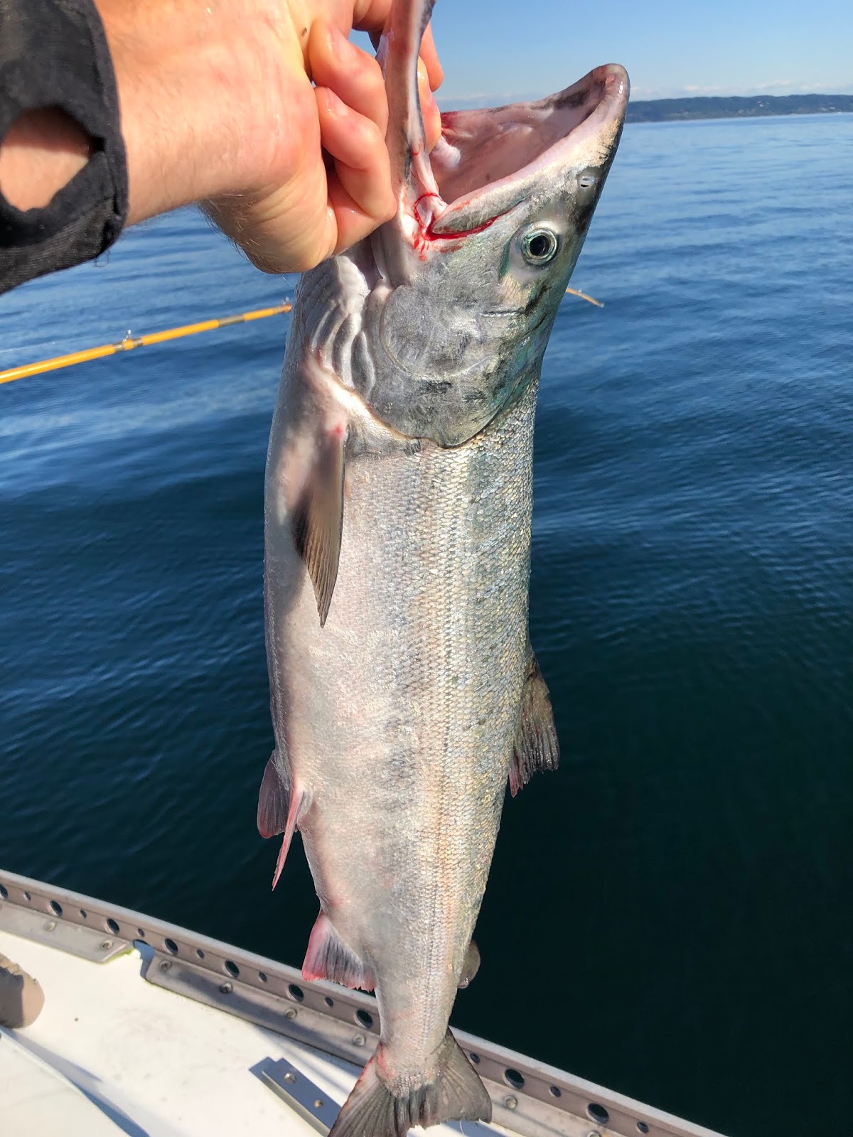 Peregrine Charters: Salmon Fishing in Puget Sound