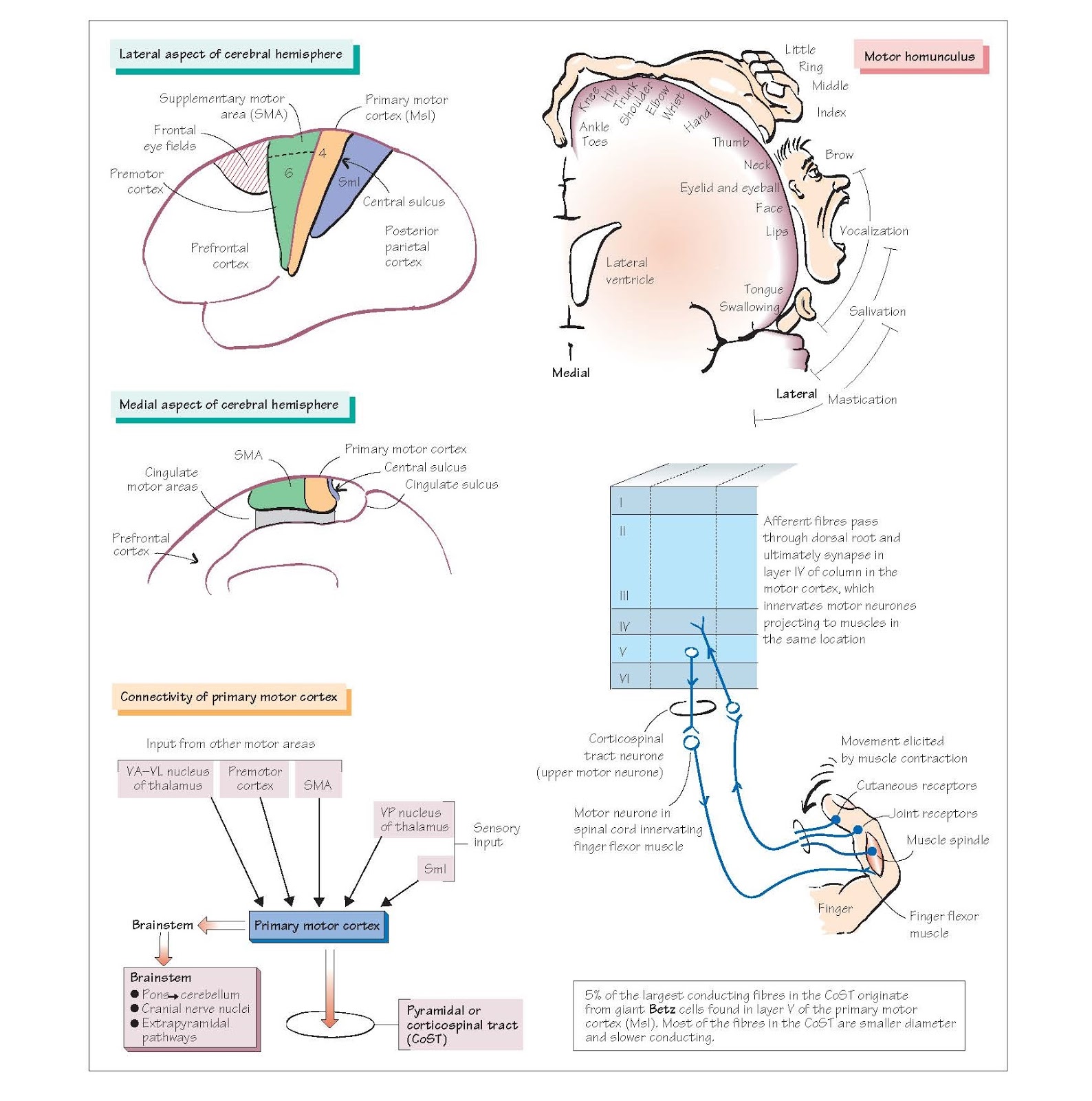 Primary Motor Cortex - pediagenosis