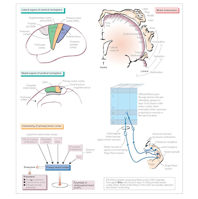 Primary Motor Cortex - pediagenosis